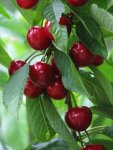 MICHIGAN CHERRY CHICKEN SALAD – dawns-ad-lib.com®